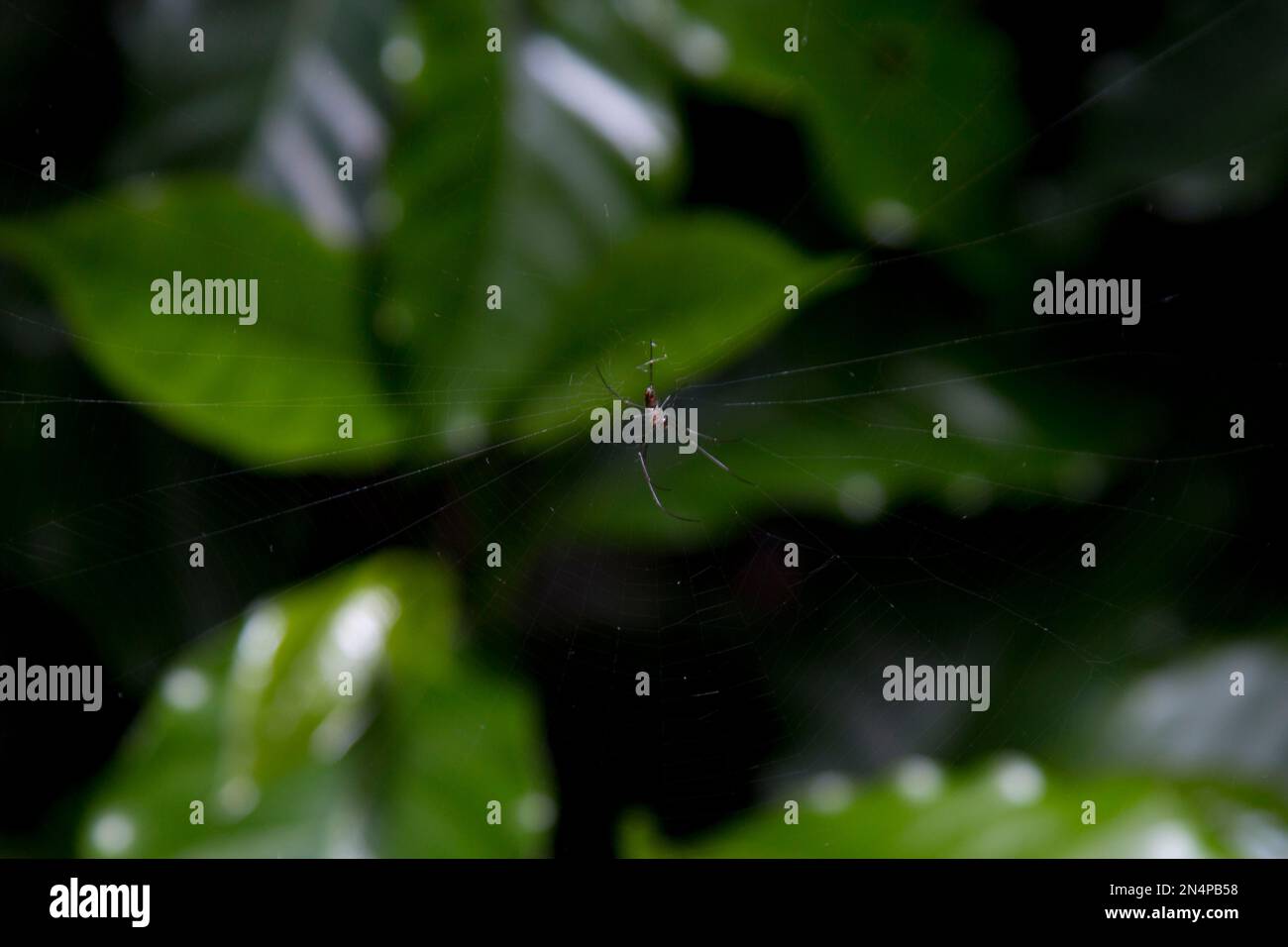 In this May 22, 2014 photo, a spider weaves its web between coffee ...