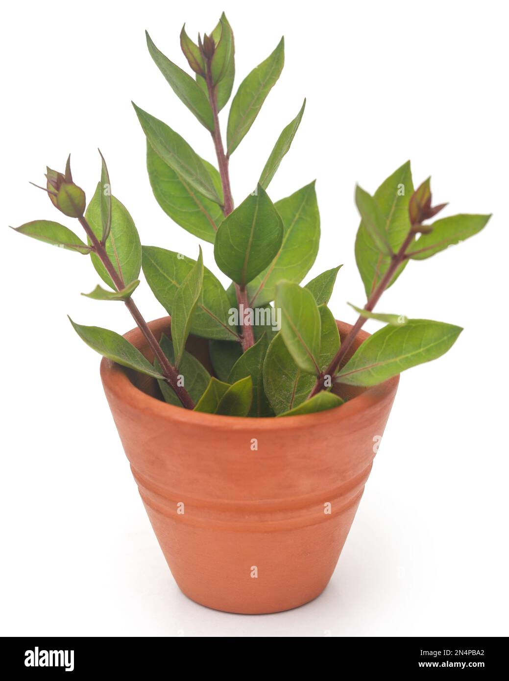 Medicinal henna leaves over white background Stock Photo - Alamy