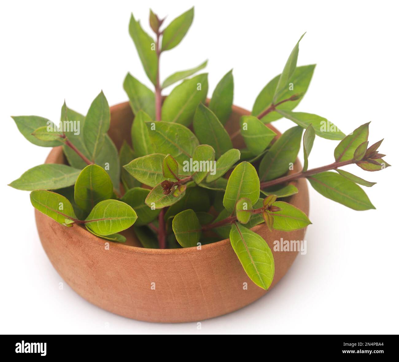 Medicinal henna leaves over white background Stock Photo - Alamy
