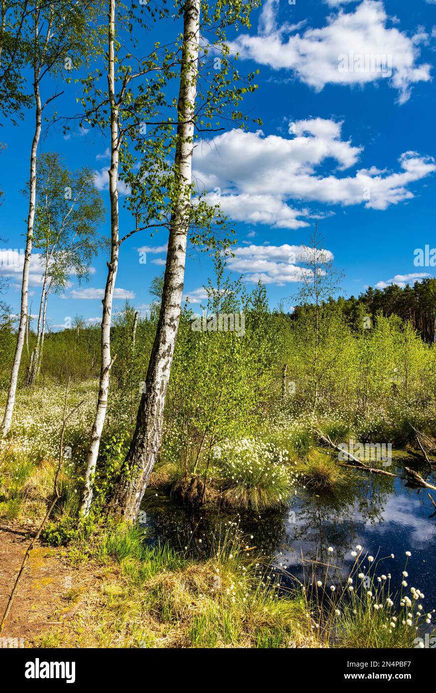 Long Swamp Dlugie Bagno wetland floodplain with late spring reach and ...