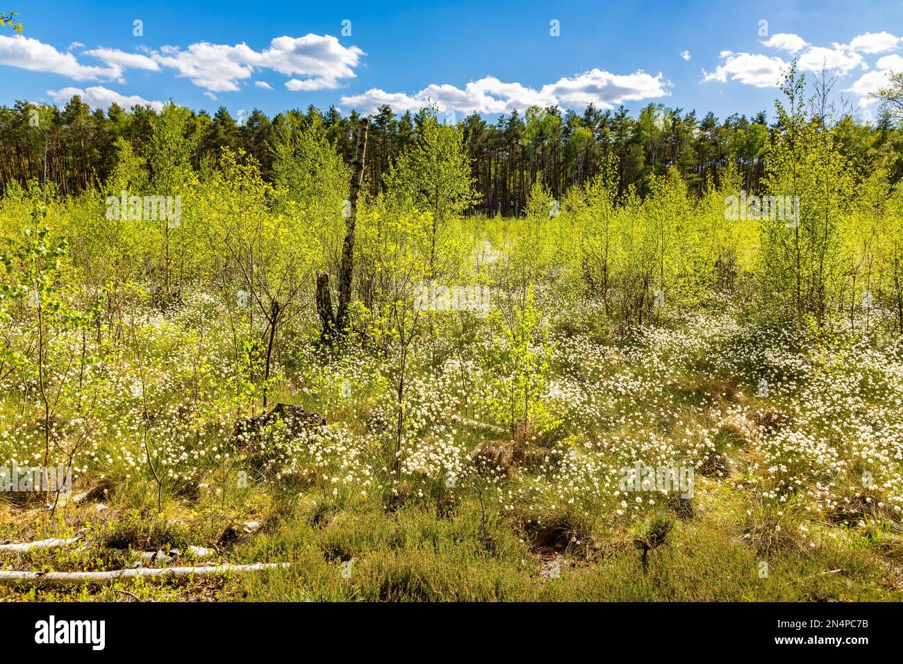 Long Swamp Dlugie Bagno wetland floodplain with late spring reach and ...