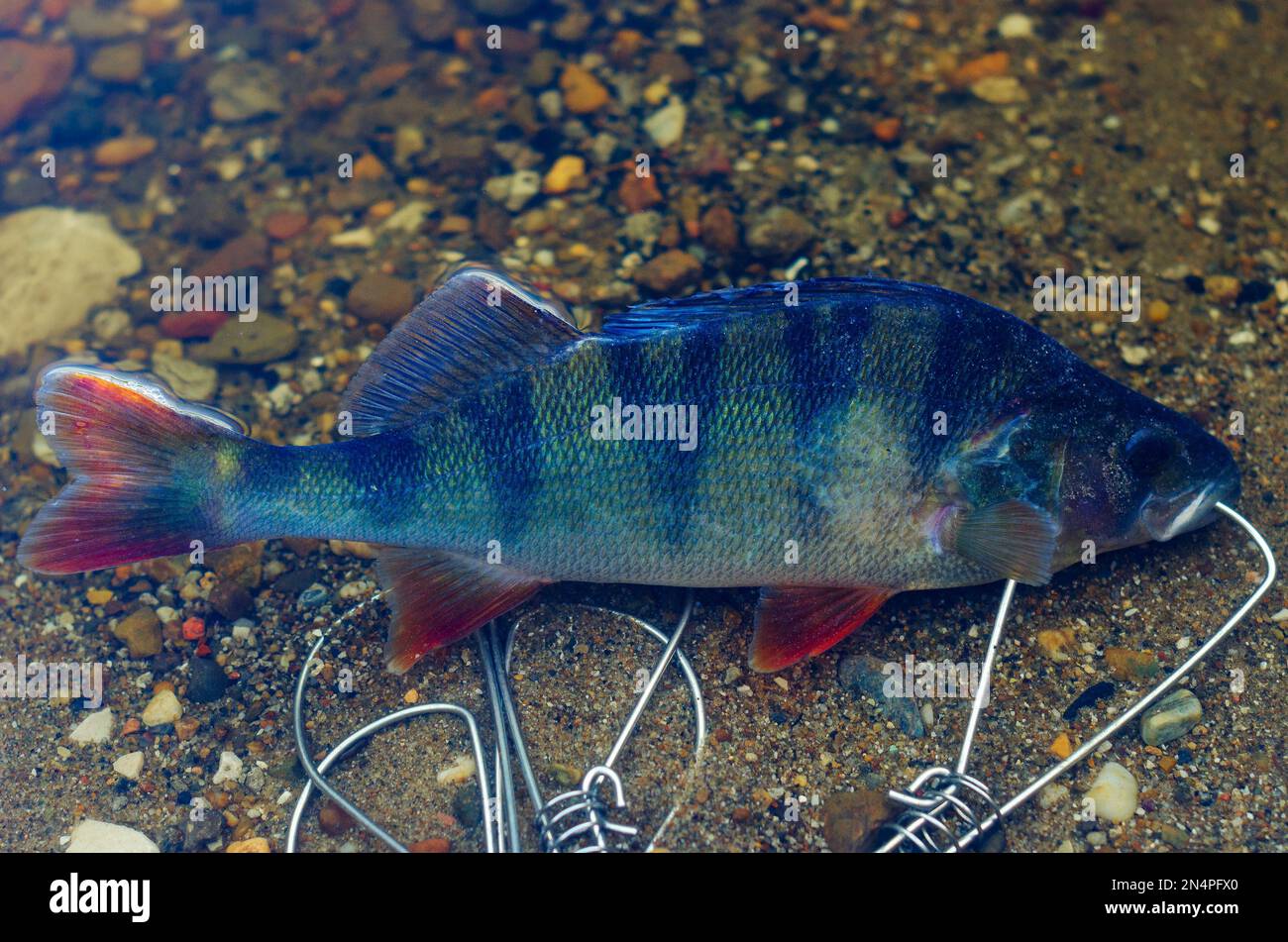 Caught perch in Fish Stringer in clear water floats over the rocks at ...