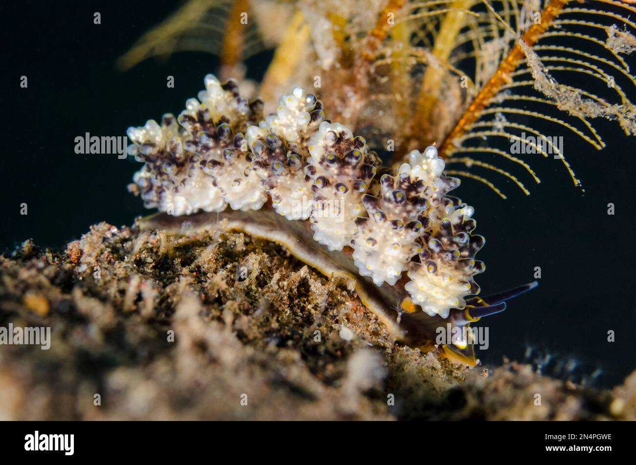 Doto Nudibranch, Doto sp, on Hydroid, Hydrozoa Class, Melasti dive site ...