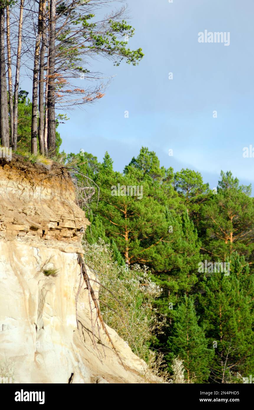 The edge of a clay cliff near the pine taiga forest of Yakutia with ...