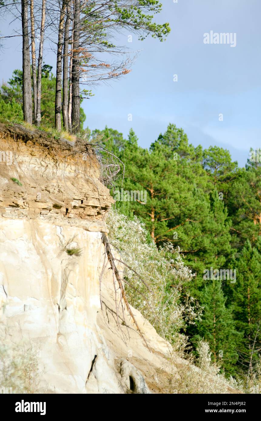 The edge of a clay cliff near the pine taiga forest of Yakutia with ...