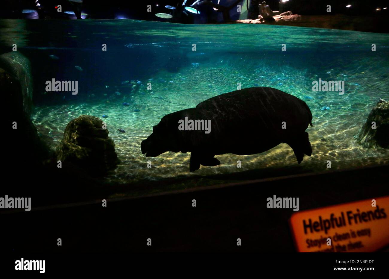 A hippopotamus, named Genny, swims underwater at Adventure Aquarium in ...