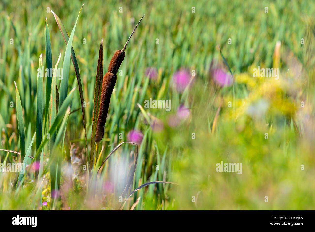 Broadleaf cattail - Typha latifolia - plant flowers within Bagno ...