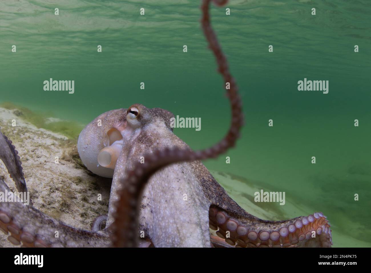 Octopus djinda (star octopus) from southwest Australia (Walpole). Image ...