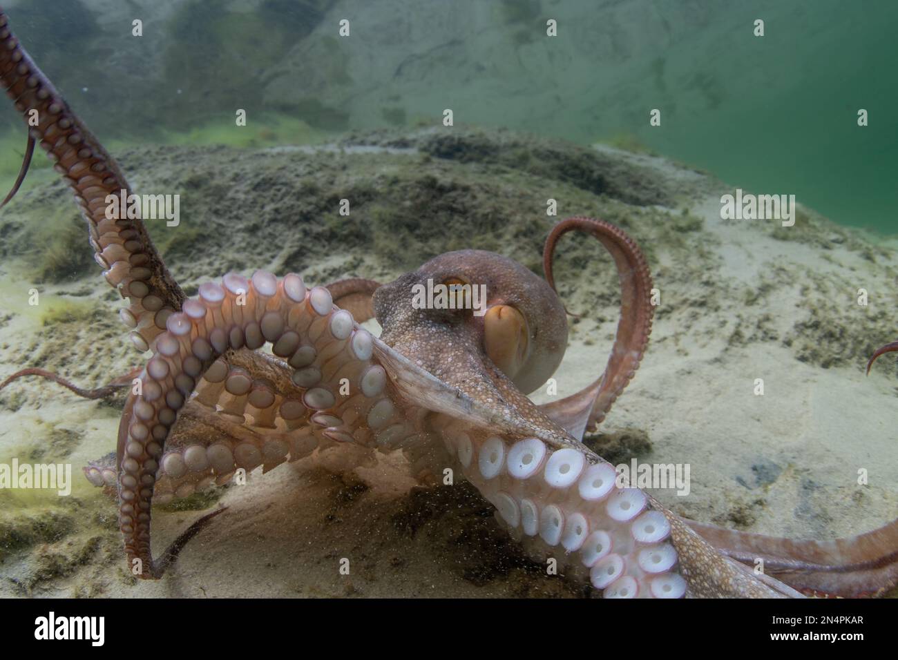 Octopus djinda (star octopus) from southwest Australia (Walpole). Image ...