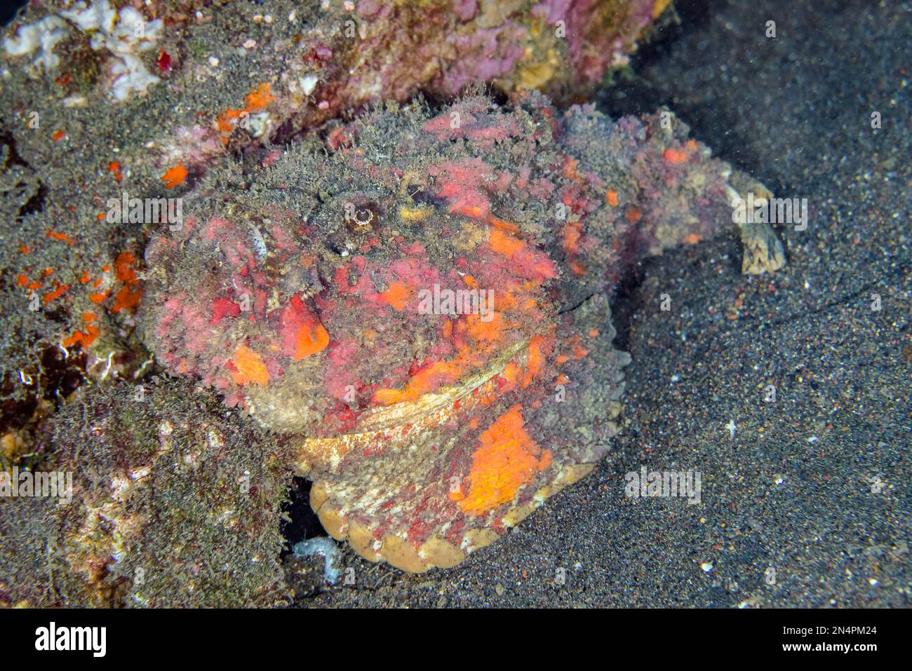 Reef Stonefish, Synanceia verrucosa, Pyramids dive site, Amed ...