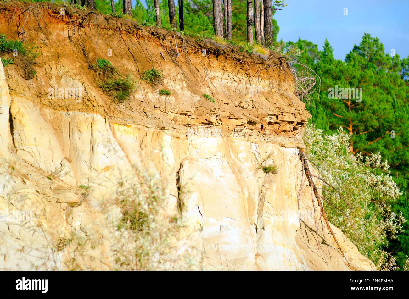 Layers of earth on a clay cliff under a spruce forest with layers of ...