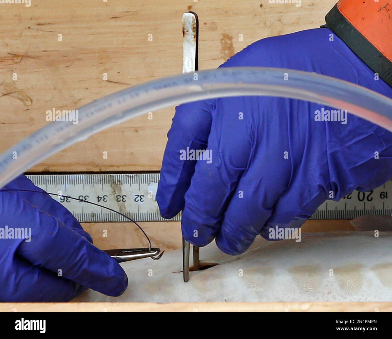 A biologist sutures up the incision in the belly of a shortnose ...