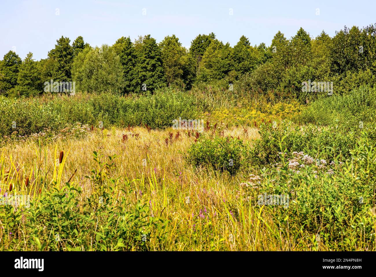 Panoramic view of dense wetland vegetation of Bagno Calowanie Swamp ...