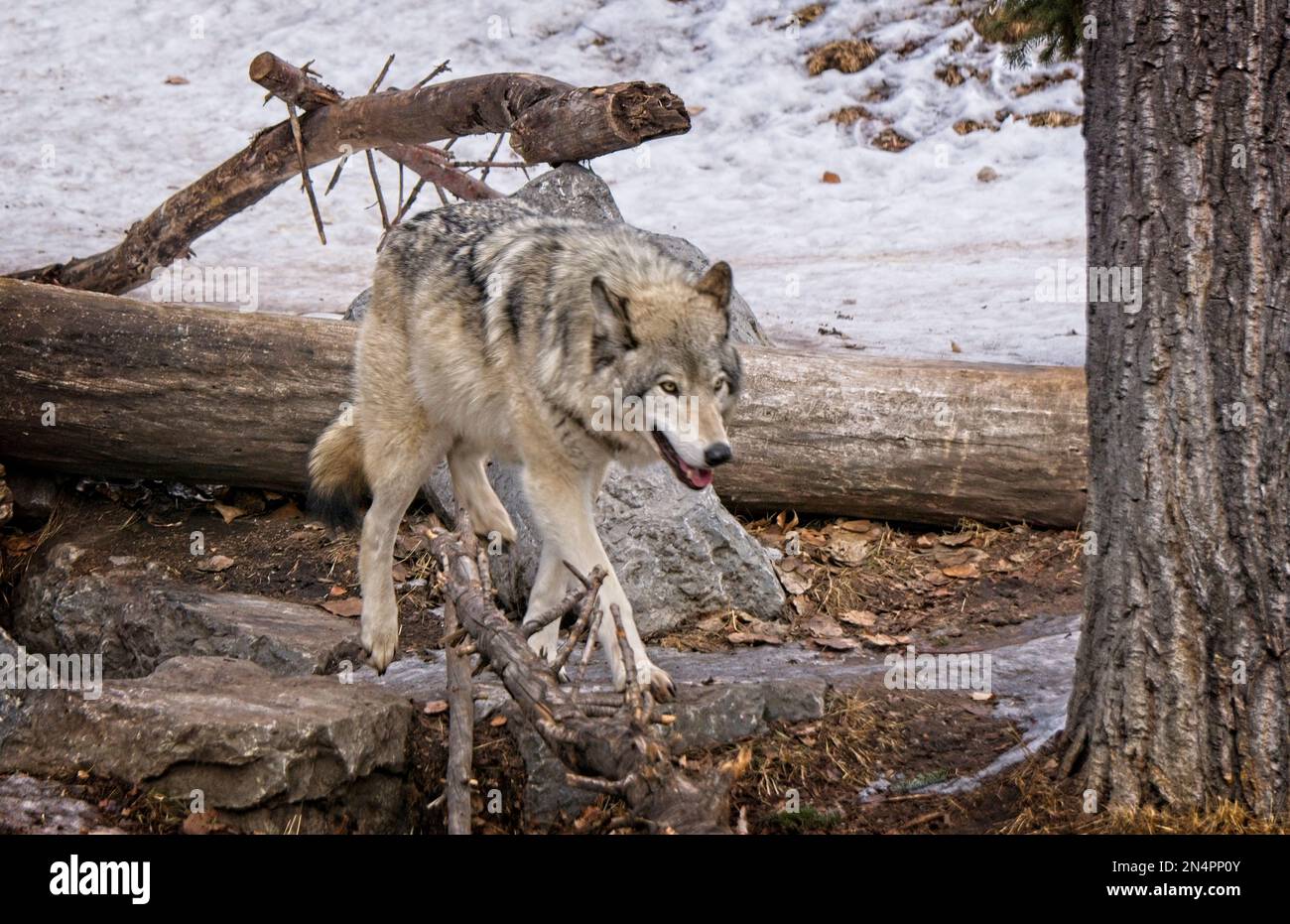 Grey Wolf Calgary Zoo Alberta Stock Photo - Alamy
