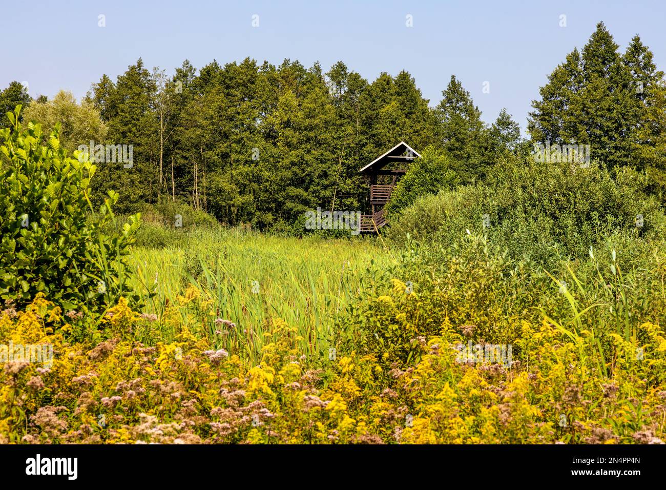 Panoramic view of dense wetland vegetation of Bagno Calowanie Swamp ...