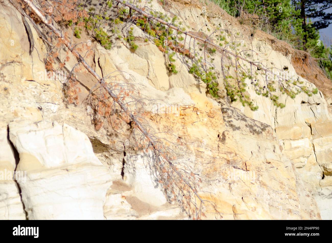 Fallen trees on a cliff of clay rock in the Northern spruce forest of ...