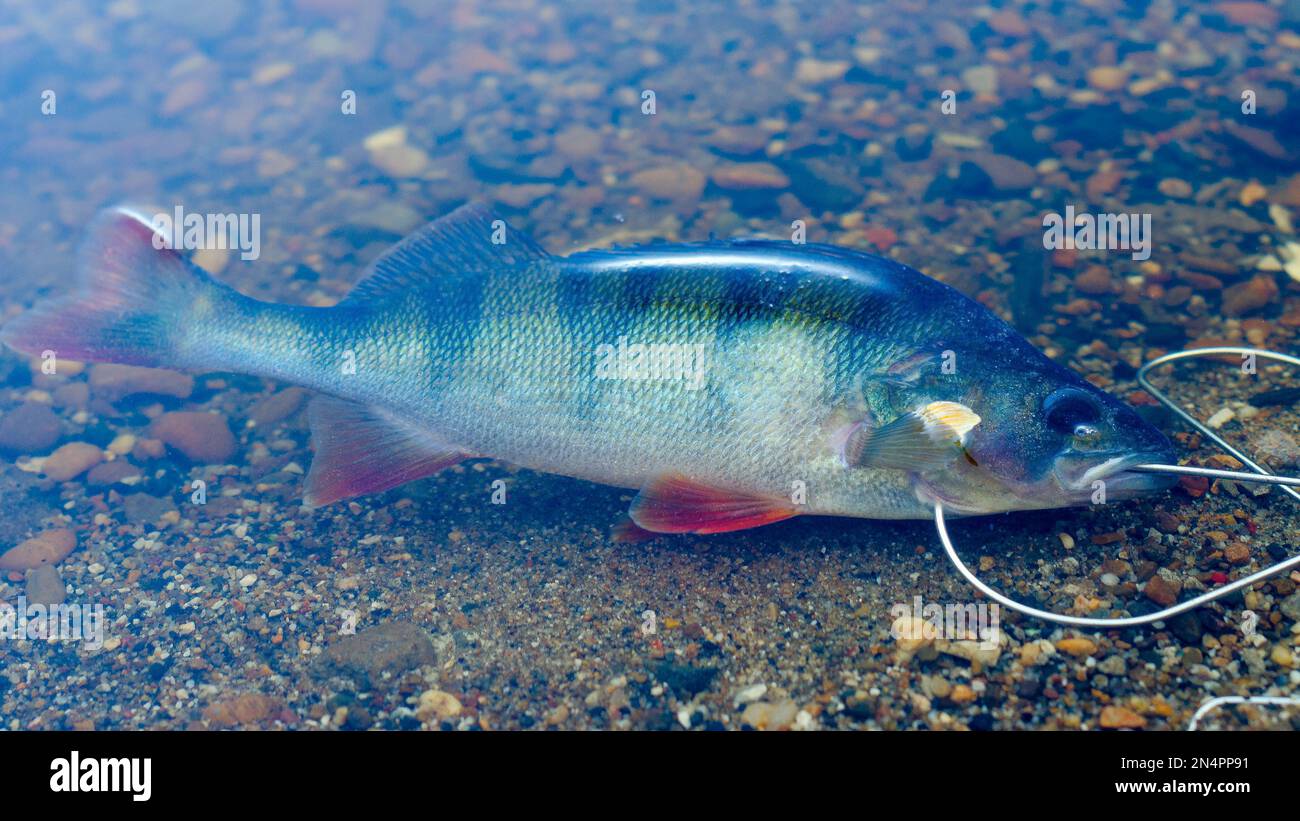 Orange fin hi-res stock photography and images - Alamy