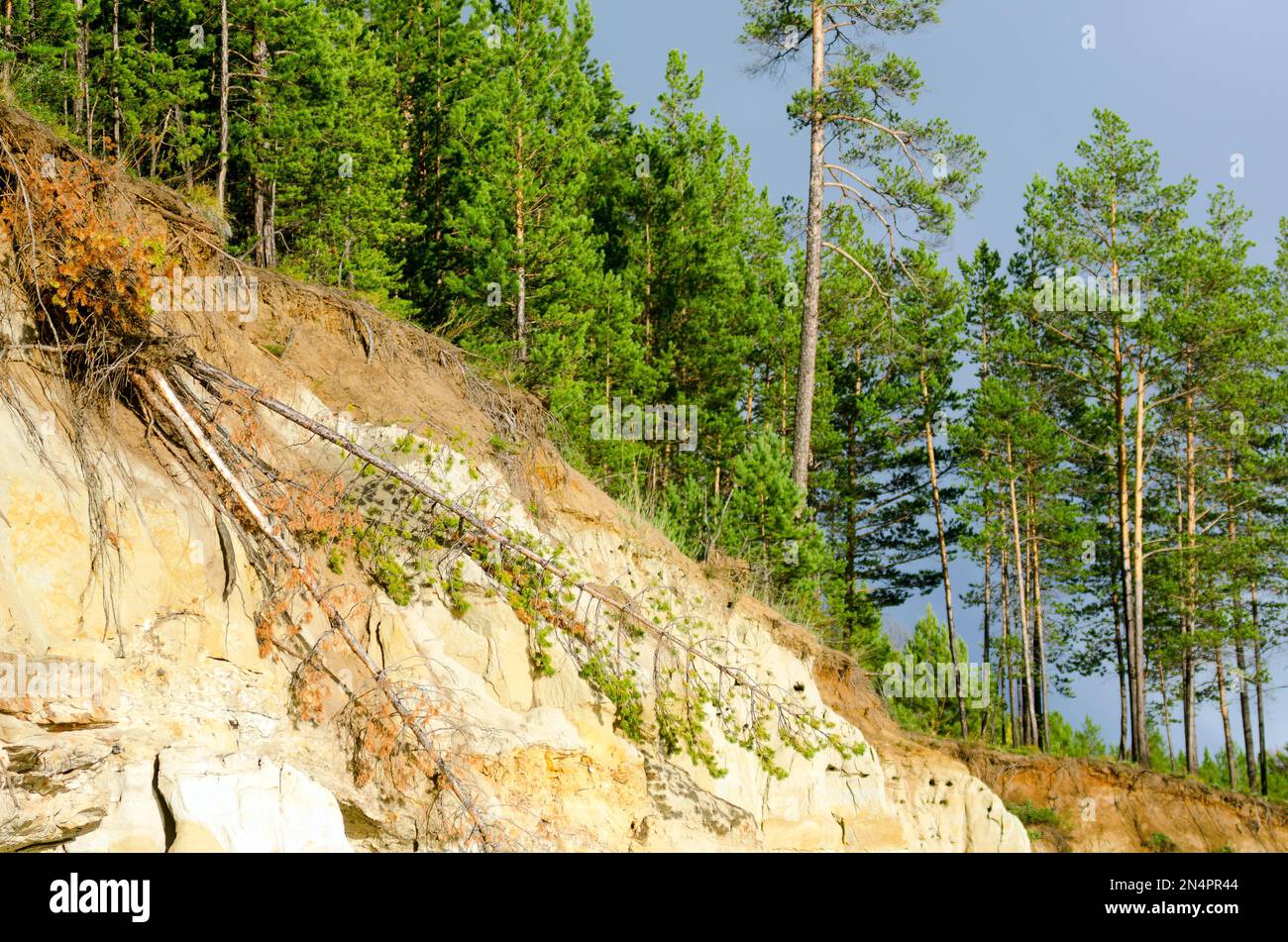 Falling trees on a cliff of clay rock in the Northern spruce taiga of ...