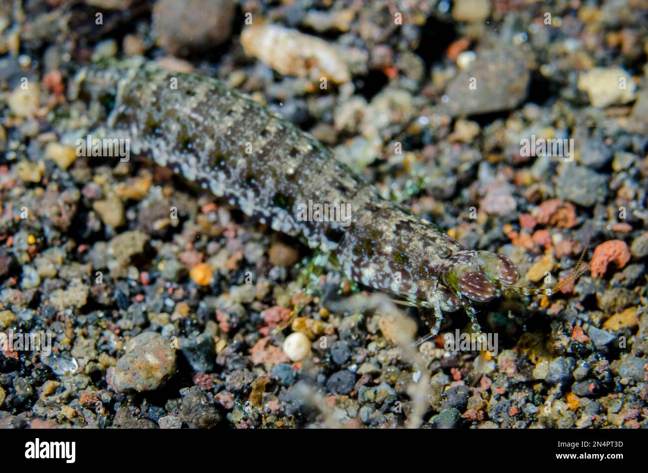 Checkered-eye Mantis Shrimp, Pseudosquilla ciliata, Bintang Divers dive ...