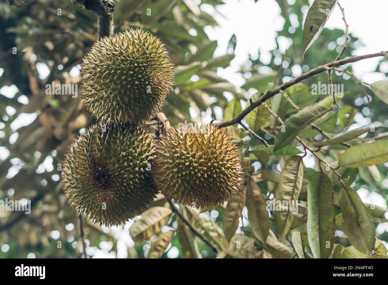 Durian fruit (Durio zibethinus) hanging on the tree waiting to be ...