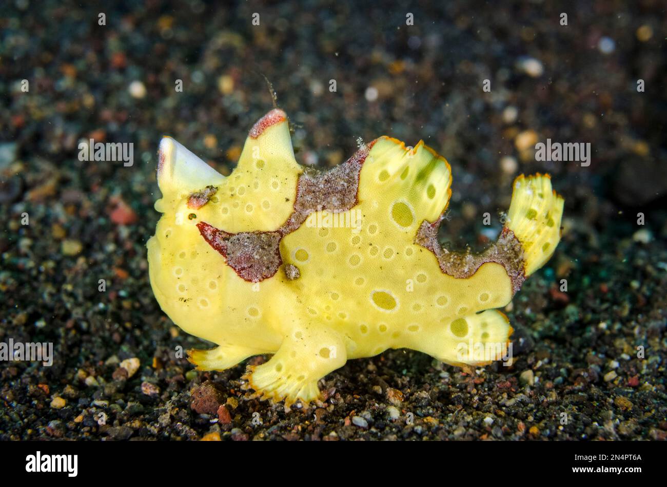 Painted Frogfish, Antennarius pictus, Bintang Divers dive site, Amed ...