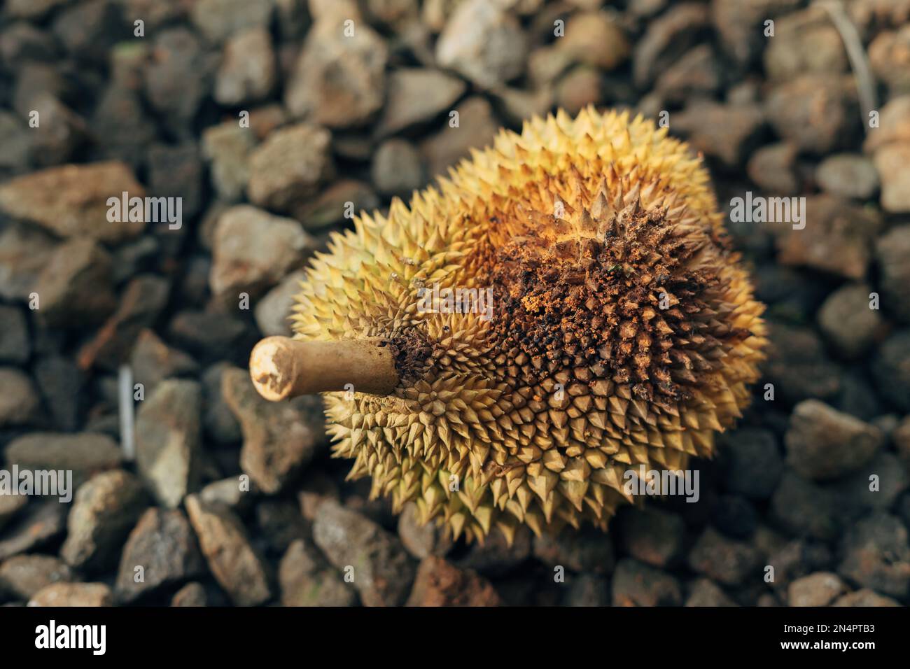Rotten Durian fruit (Durio zibethinus) fall from the tree bad quality ...