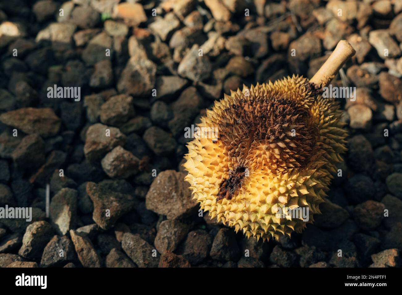Rotten Durian fruit (Durio zibethinus) fall from the tree bad quality ...