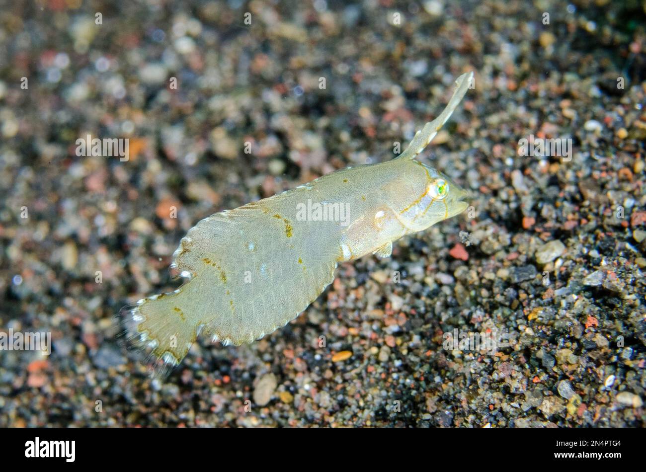 Juvenile Peacock Razorfish, Iniistius pavo, with erect dorsal spine ...