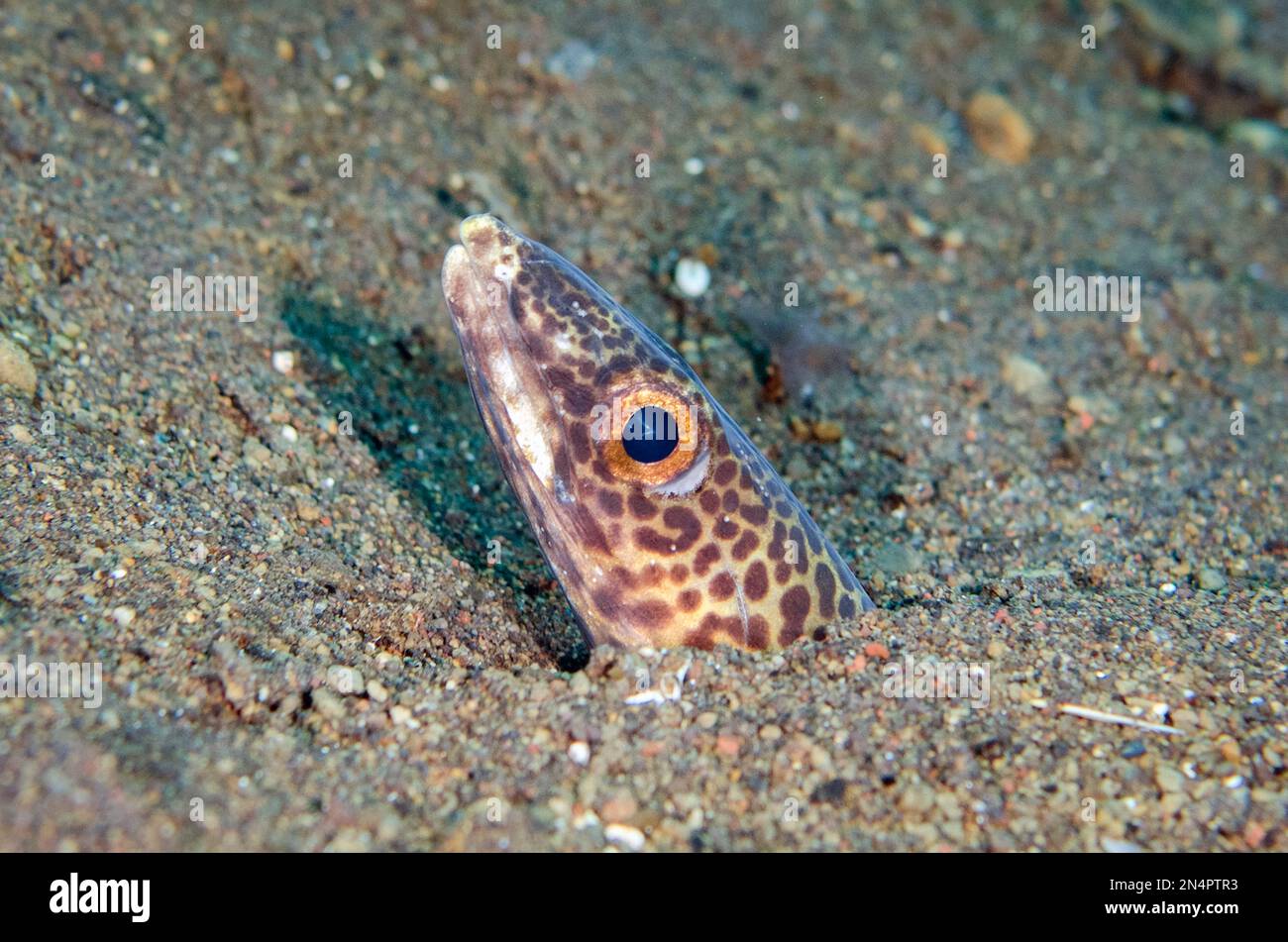 Barred Sand Conger, Poeciloconger fasciatus, in hole, Bulaken dive site ...