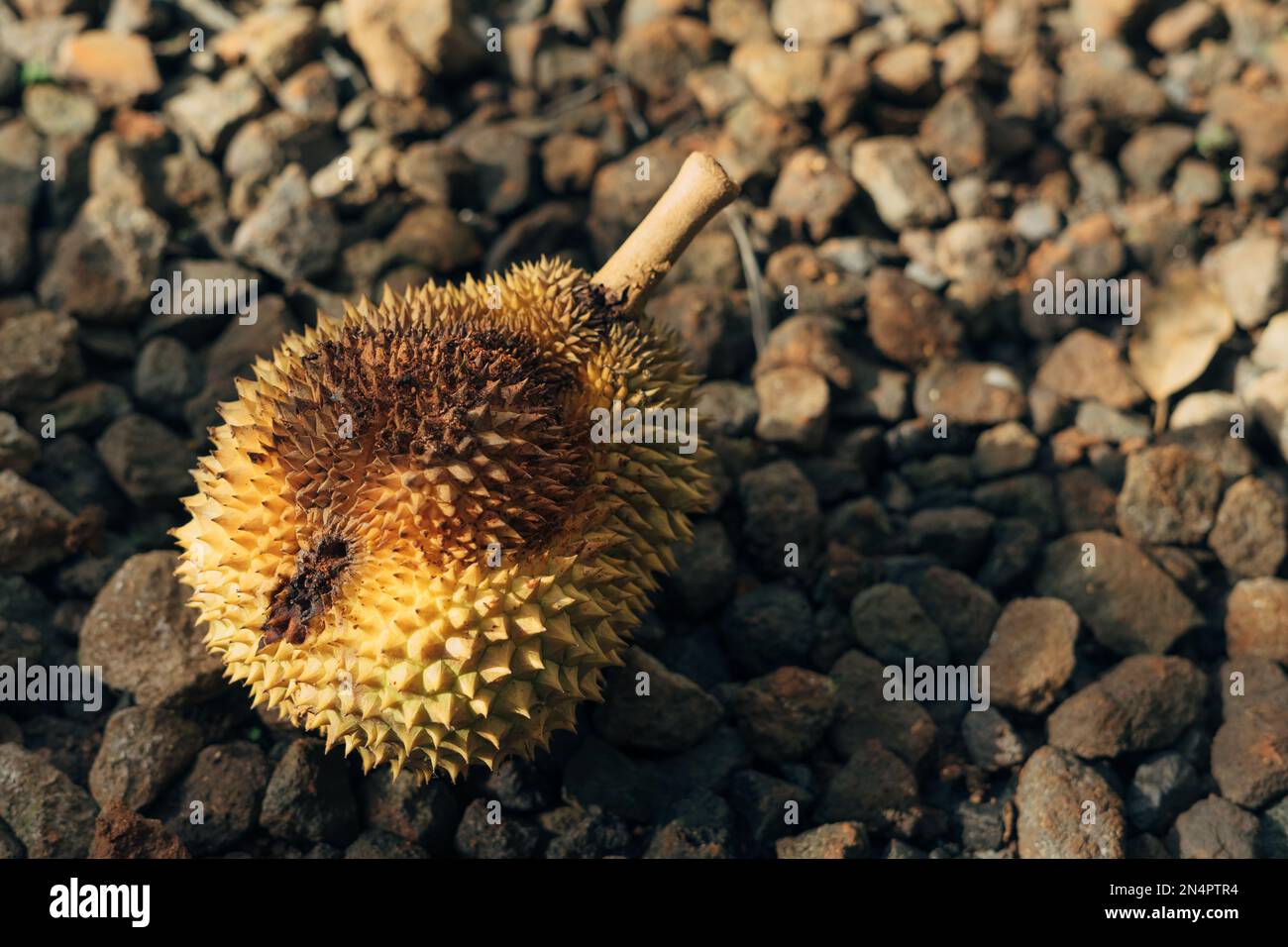 Rotten Durian fruit (Durio zibethinus) fall from the tree bad quality ...