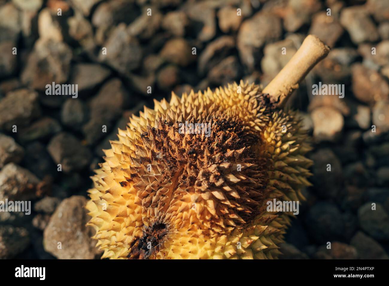 Rotten Durian fruit (Durio zibethinus) fall from the tree bad quality ...