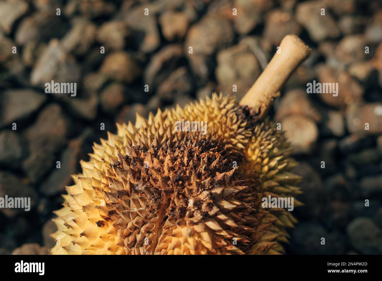 Rotten Durian fruit (Durio zibethinus) fall from the tree bad quality ...