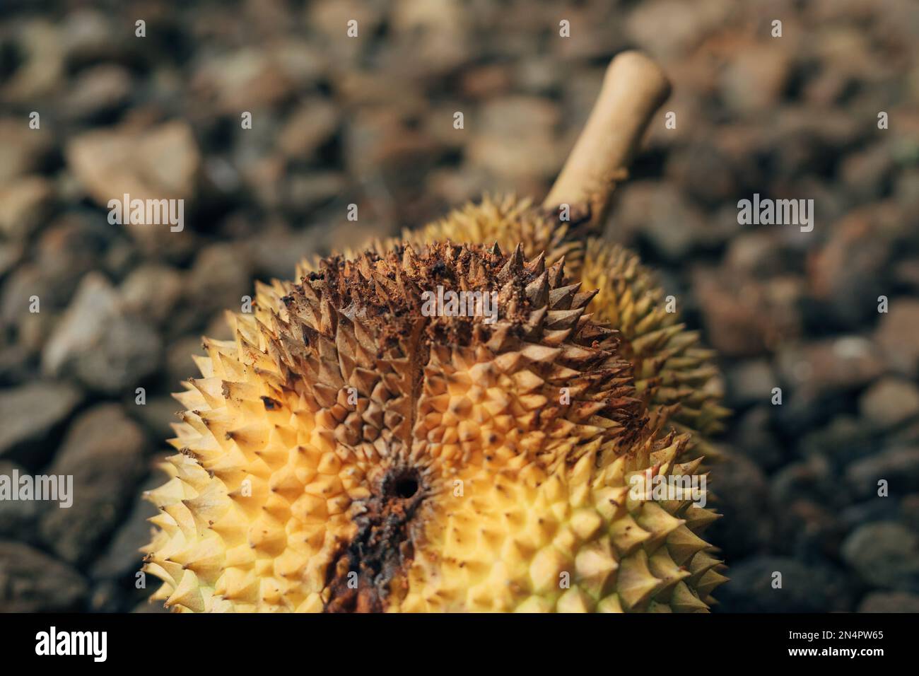 Rotten Durian fruit (Durio zibethinus) fall from the tree bad quality ...