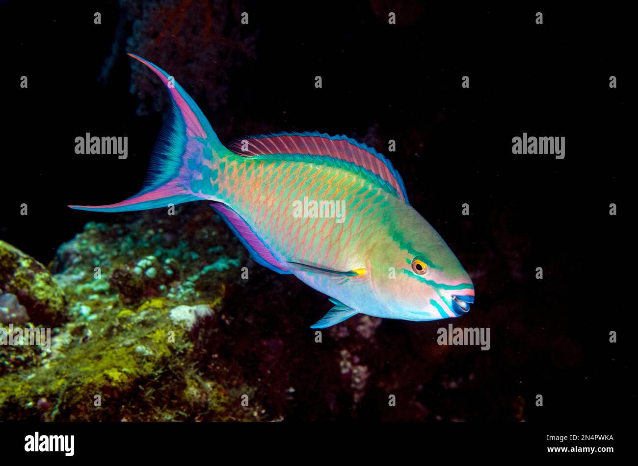 Tri color parrotfish hi-res stock photography and images - Alamy