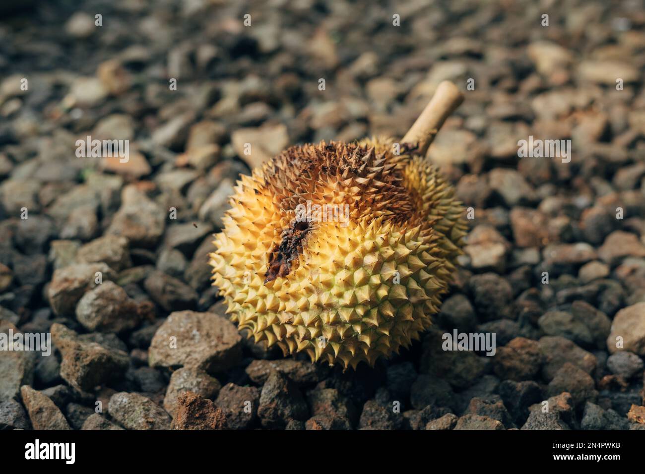 Rotten Durian fruit (Durio zibethinus) fall from the tree bad quality ...