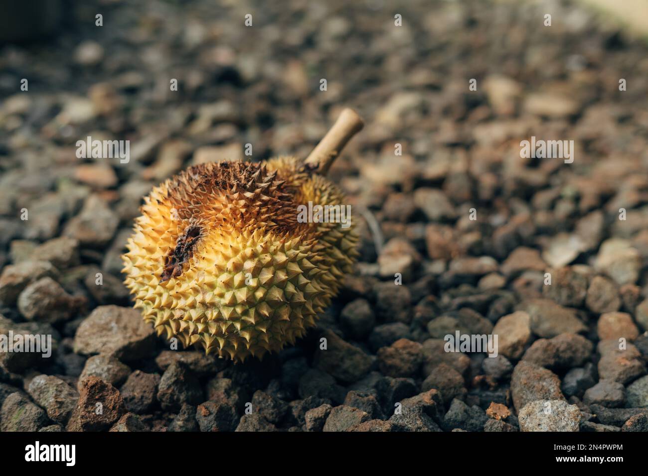 Rotten Durian fruit (Durio zibethinus) fall from the tree bad quality ...