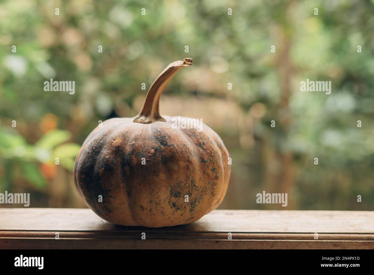 Labu waluh pumpkin (Cucurbita) put on a window bokeh background. This ...