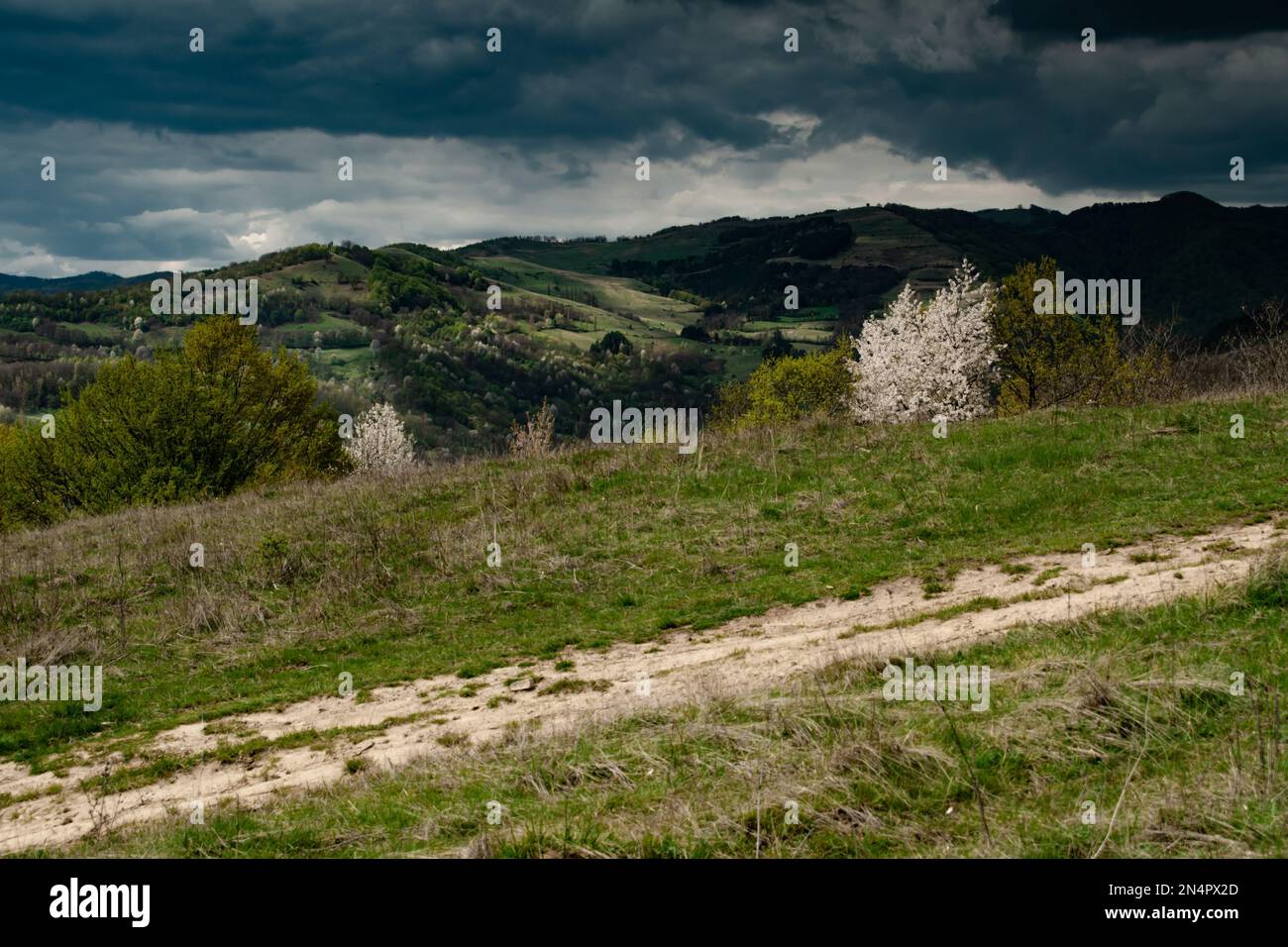 A slope with fall trees and mountain in the background under stormy sky ...