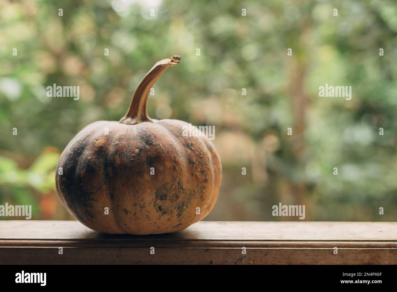 Labu waluh pumpkin (Cucurbita) put on a window bokeh background. This ...