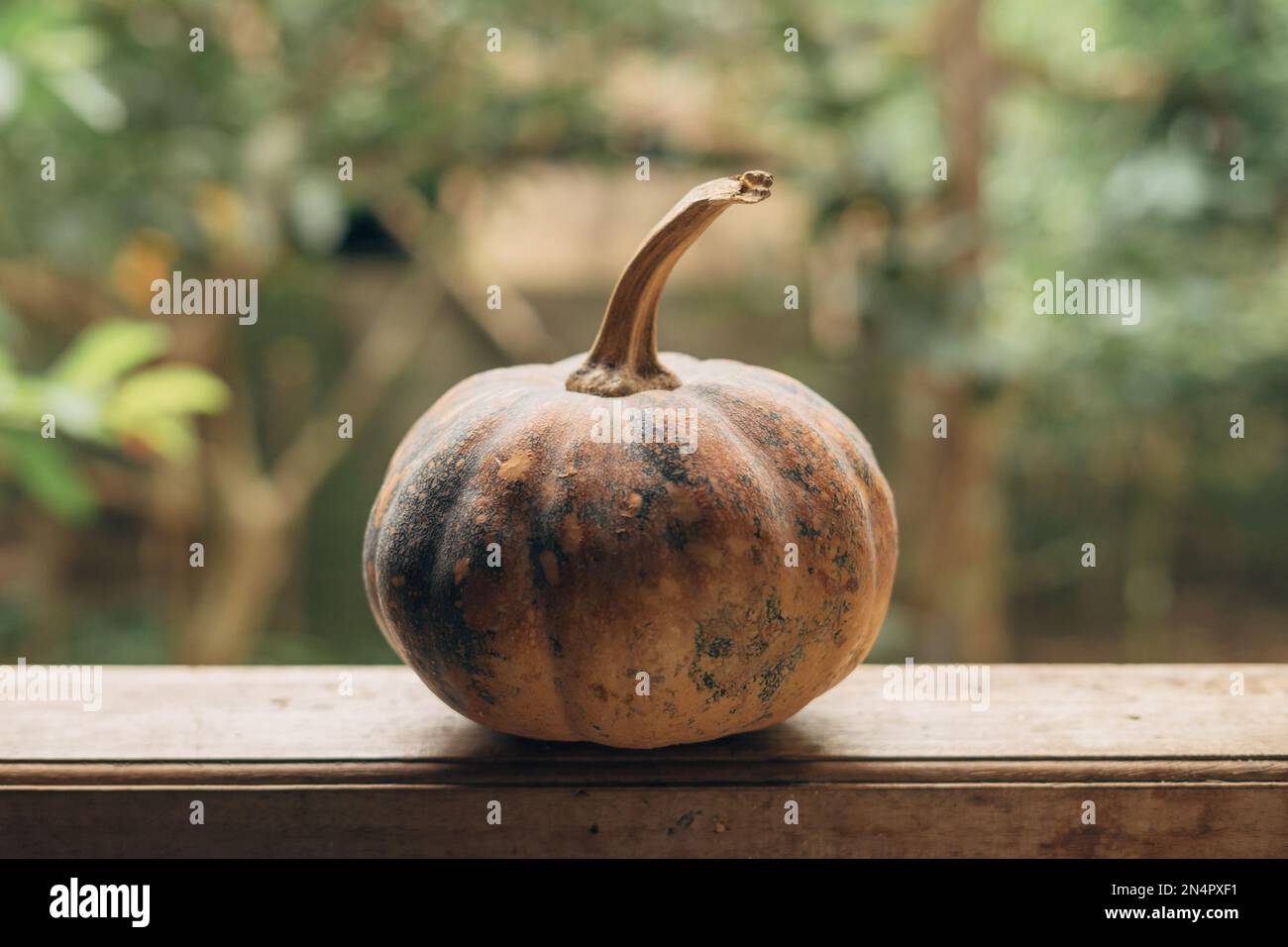 Labu waluh pumpkin (Cucurbita) put on a window bokeh background. This ...