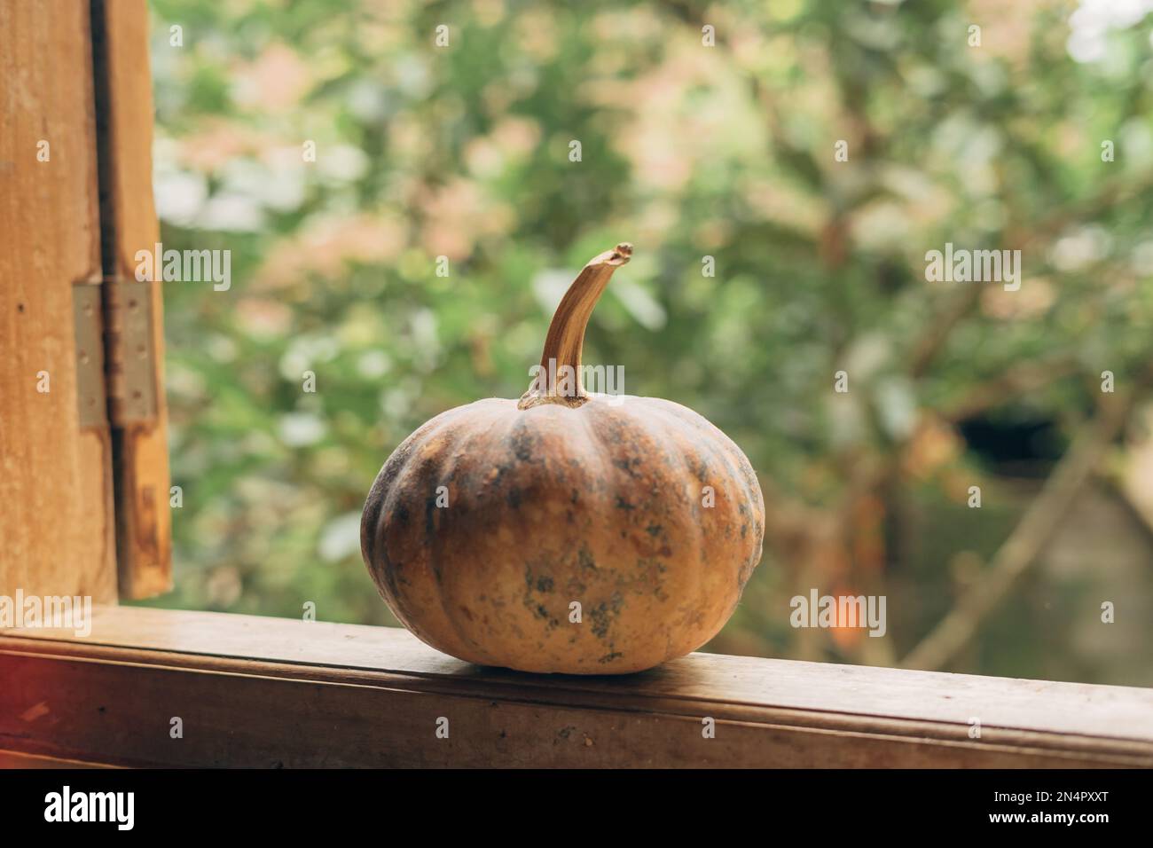 Labu waluh pumpkin (Cucurbita) put on a window bokeh background. This ...