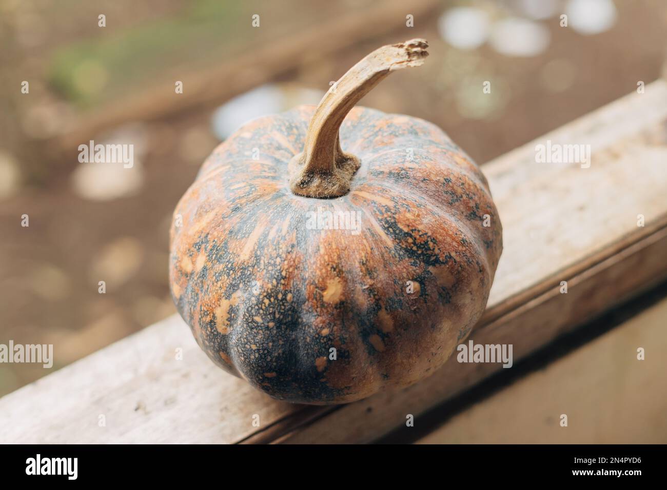 Labu waluh pumpkin (Cucurbita) put on a window bokeh background. This ...