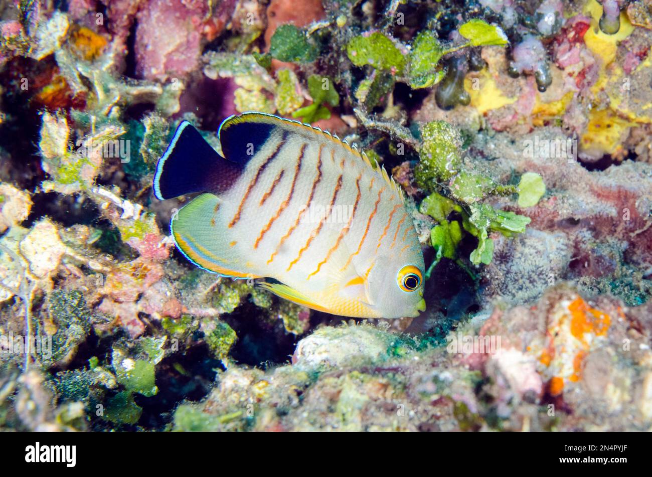 Eibls angelfish hi-res stock photography and images - Alamy