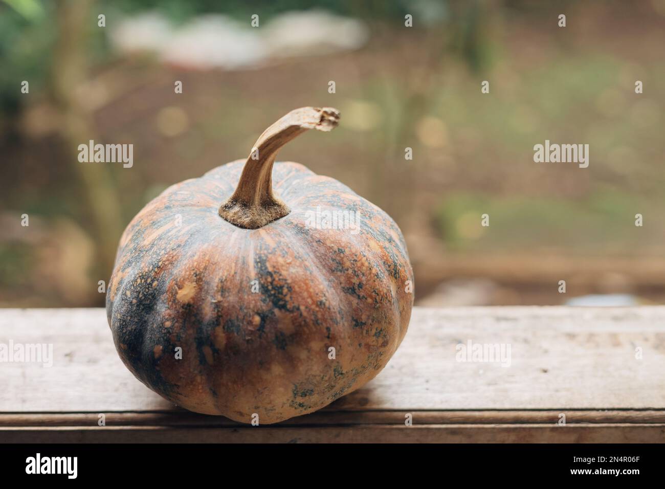 Labu waluh pumpkin (Cucurbita) put on a window bokeh background. This ...