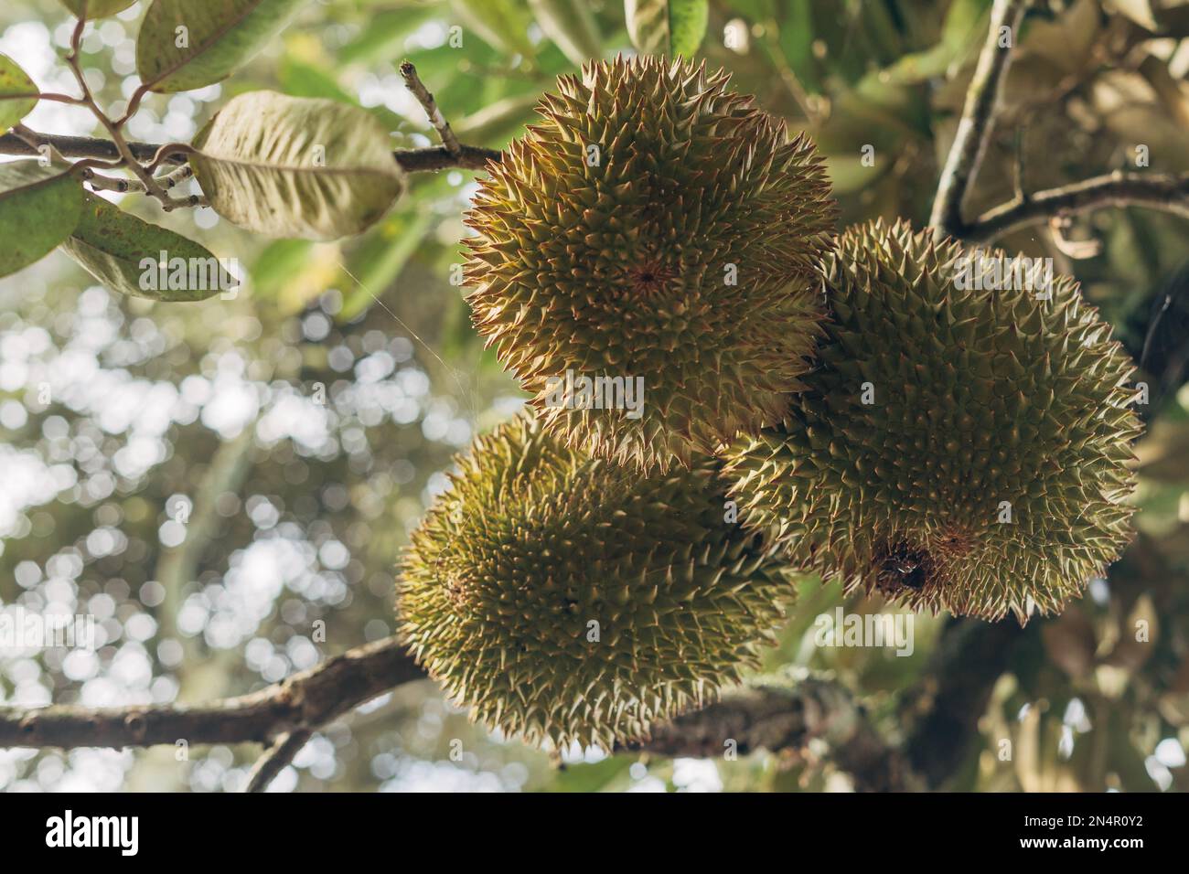 Durian fruit (Durio zibethinus) hanging on the tree waiting to be ...
