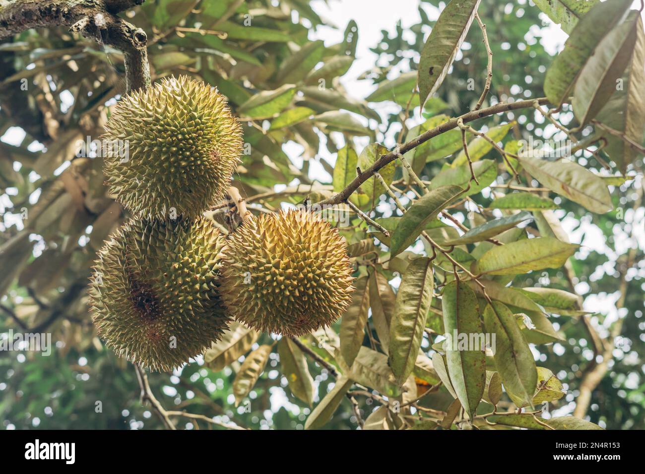 Harvested durian hi-res stock photography and images - Alamy