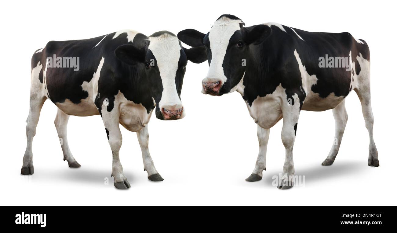 Cute cows on white background. Animal husbandry Stock Photo - Alamy