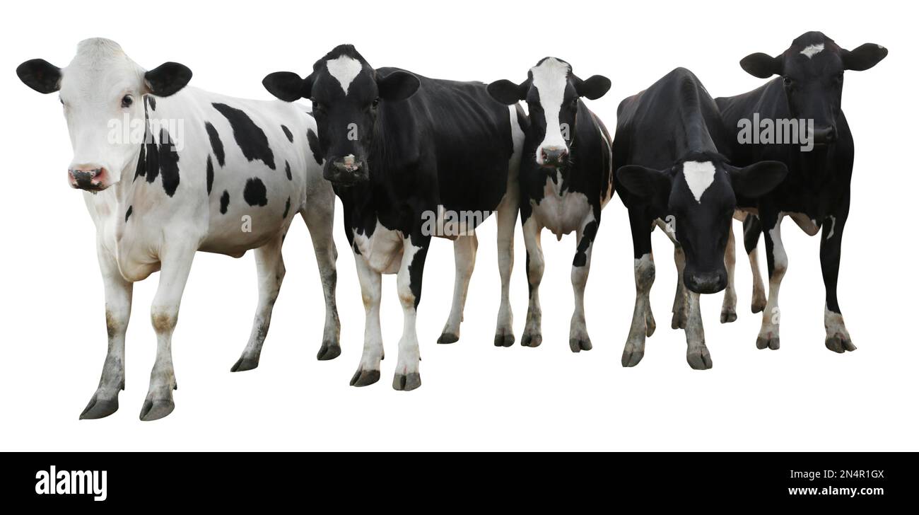 Cute cows on white background, banner design. Animal husbandry Stock ...