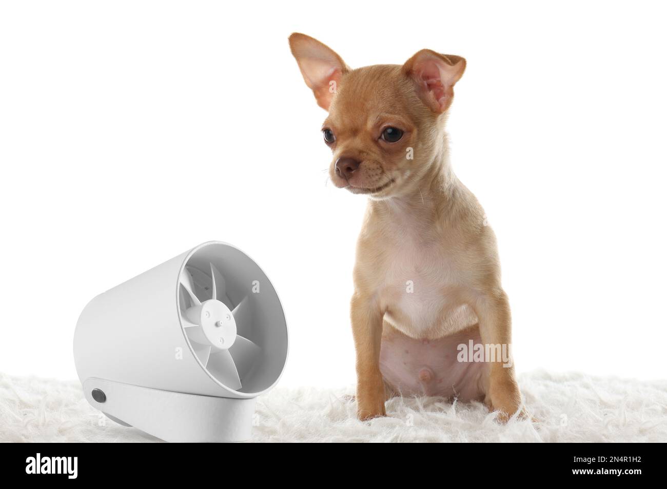 Cute dog near fan on white background. Summer heat Stock Photo - Alamy