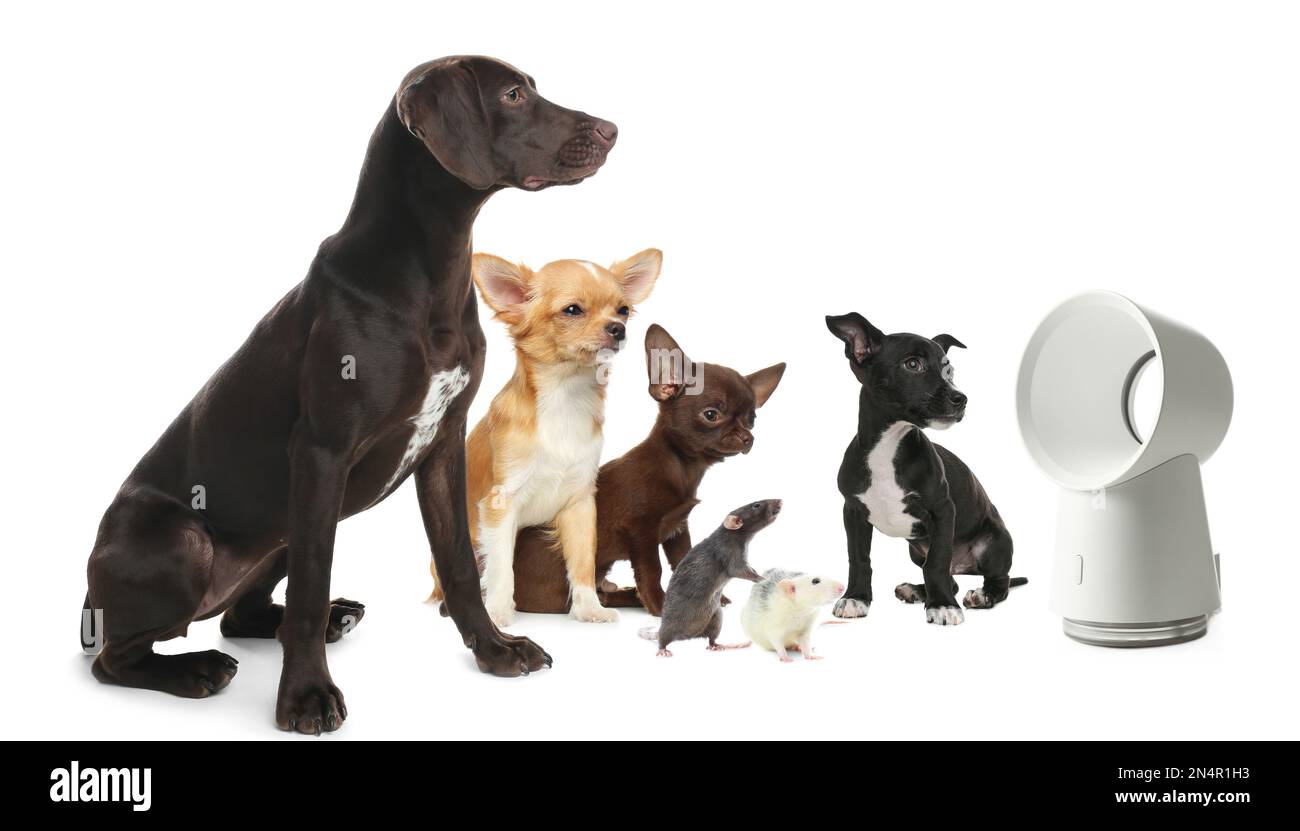 Cute dogs and rats near fan on white background. Summer heat Stock ...